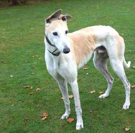 Murphy – 10 year old male Greyhound dog for adoption
