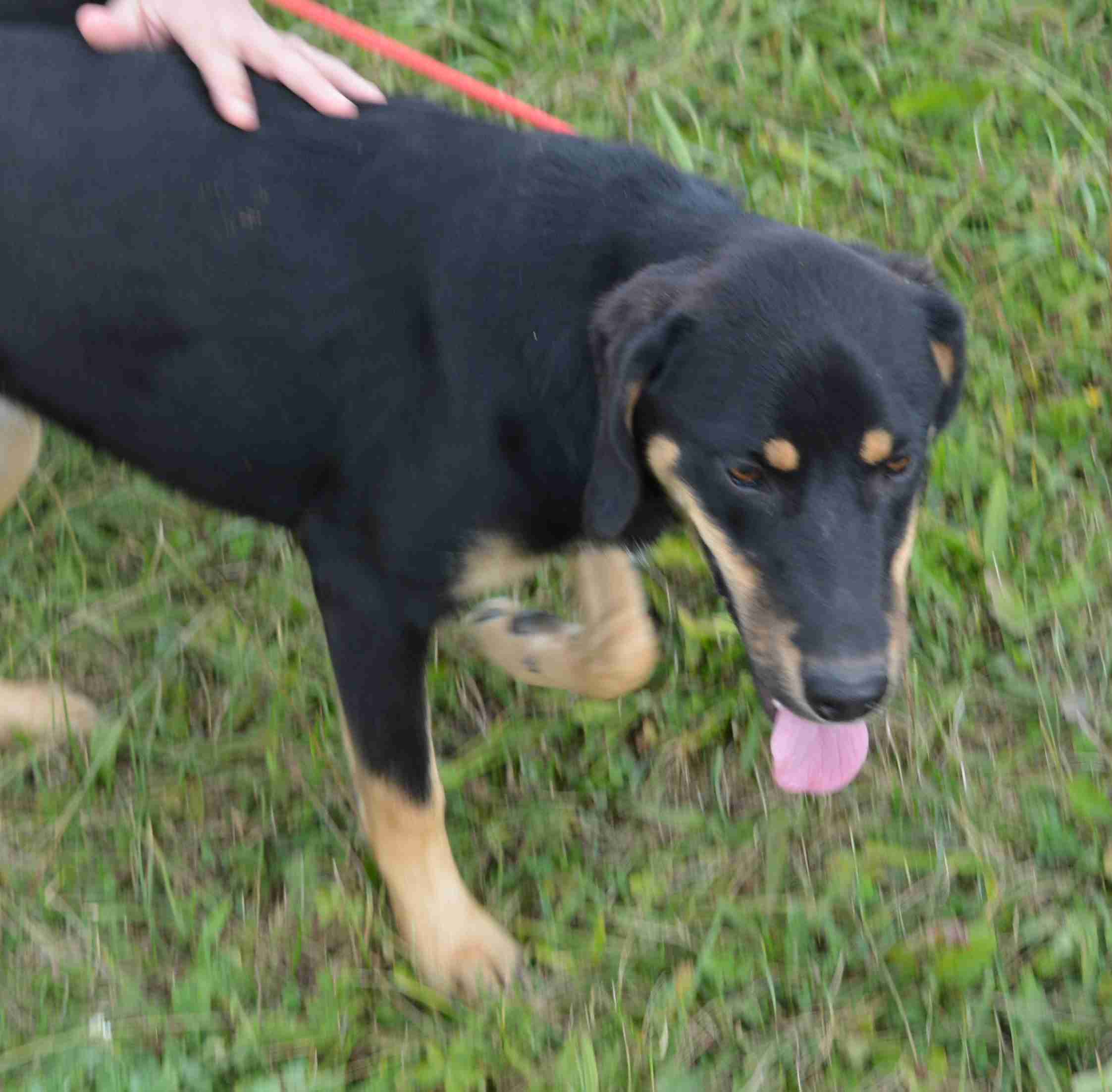 Street Dog Rescue Number At Steve Courtney Blog Street Dog Rescue Number At Steve Courtney Blog