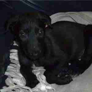 Maisie - 9 week old female Lurcher cross Staffordshire Bull Terrier ...
