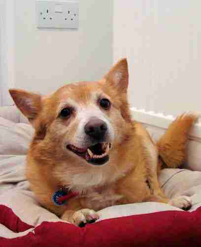 Luke - 10 year old male Corgi cross German Spitz available for adoption