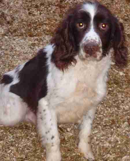 Stanley - 7 year old male English Springer Spaniel available for adoption