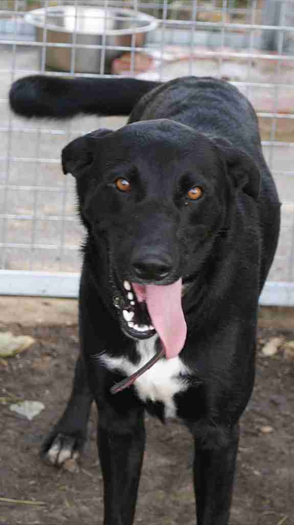 Ricky - 3 year old male Galgo cross Labrador available for adoption