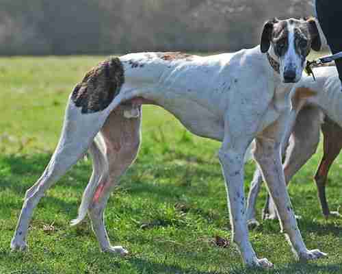 Greyhound Rescue West of England - Dogs for Adoption - dogsblog.com ...