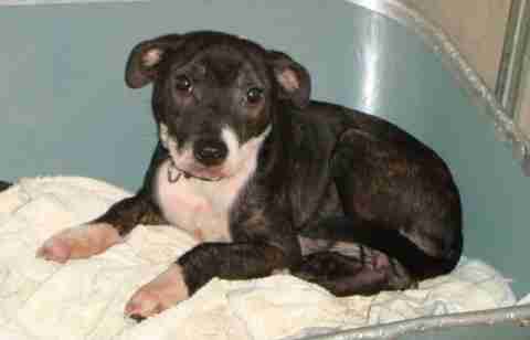 Bambi - 4-5 month old female Staffordshire Bull Terrier cross Lurcher ...