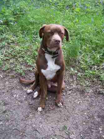 Harvey - 1 year old male Labrador cross Staffordshire Bull Terrier ...