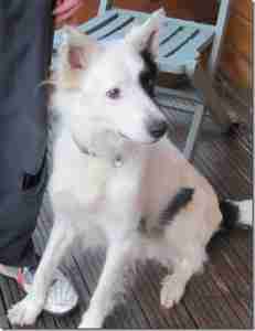 Dog Samaritans Shropshire - Dogs for Adoption - dogsblog.com - Page 5 of 35