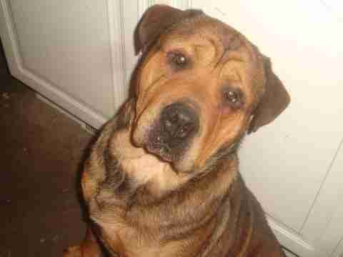 Rooney - 1-2 year old male Mastiff cross Rottweiler cross Shar-Pei ...
