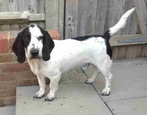 Freddie and Frankie - 2 year old male Basset Hound cross English ...