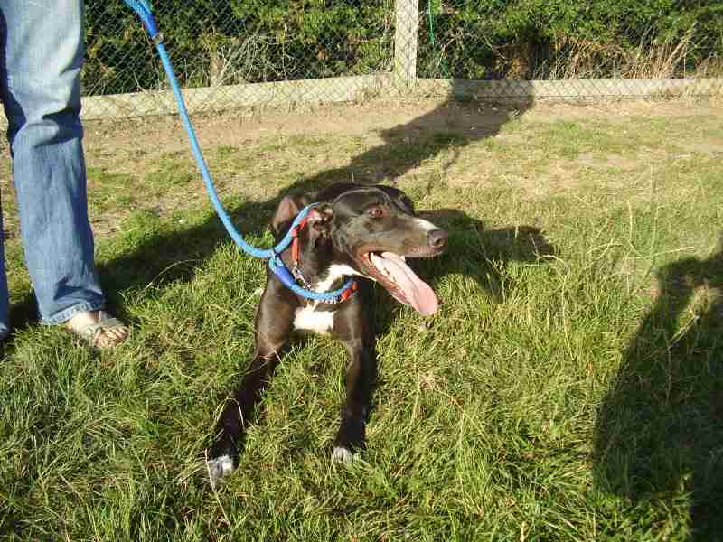 Kent Greyhound Rescue - Dogs for Adoption - dogsblog.com - Page 3 of 4