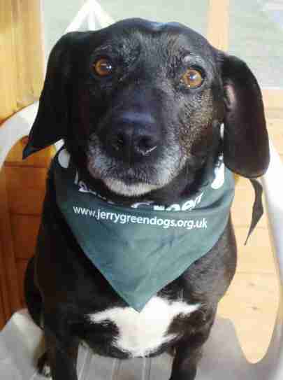 Jerry Green Dog Rescue Nottinghamshire - Dogs for Adoption - dogsblog ...