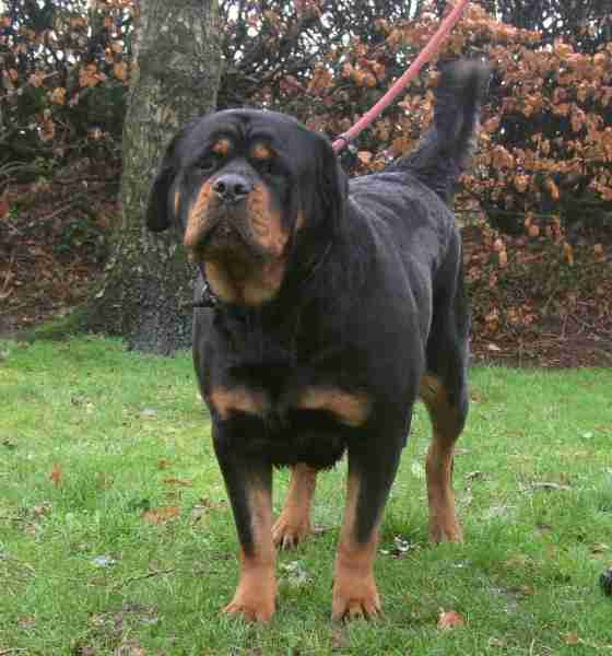 Martha - 4 year old female Rottweiler available for adoption
