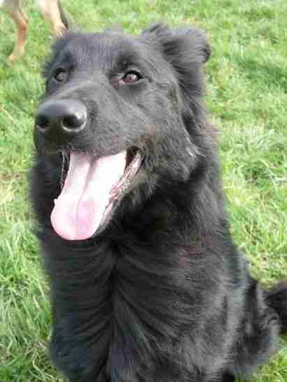 Fluffy - 18 month old male Labrador cross German Shepherd Dog available ...