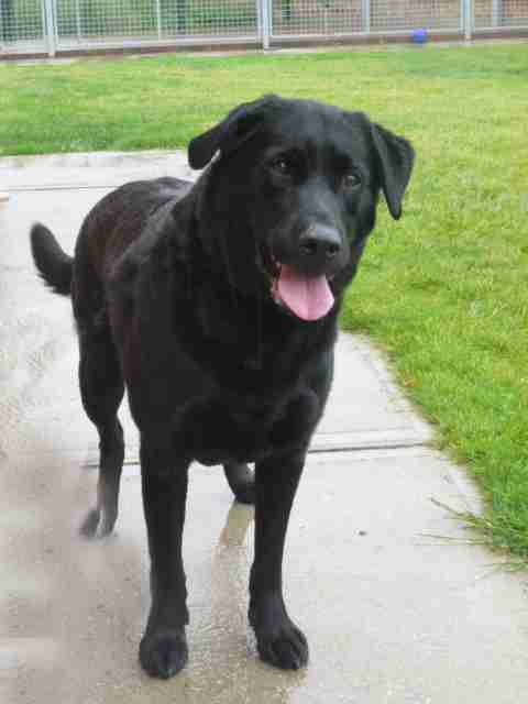 Bobby - 5 year old male Labrador Retriever available for adoption