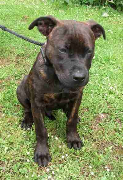 Sid - 20 week old male Labrador cross Staffordshire Bull Terrier ...
