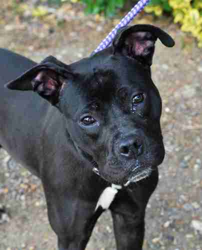 Asia - 18 month old male Staffordshire Bull Terrier cross Boxer ...