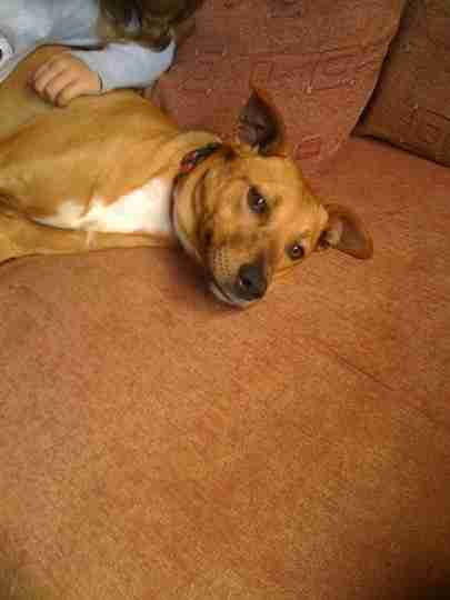 Patty - 15 month old female Cross-Breed available for adoption