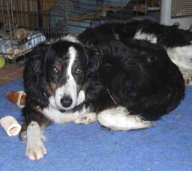 Tilly - 9 year old female Border Collie available for adoption