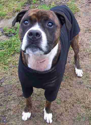 Rizla - 4 year old male Boxer Cross Staffordshire Bull Terrier ...
