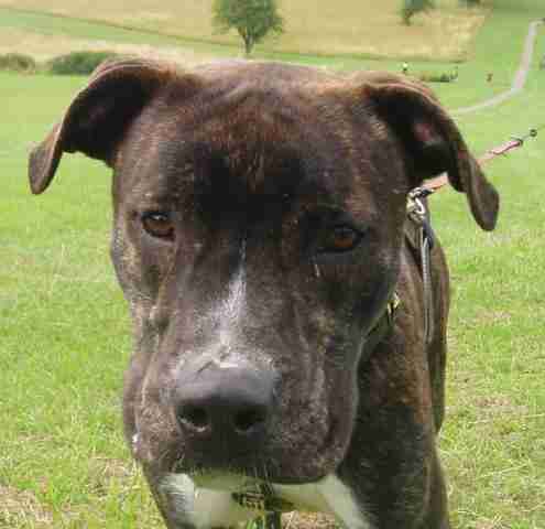 Rodney - 4 year old male Greyhound cross Staffordshire Bull Terrier ...