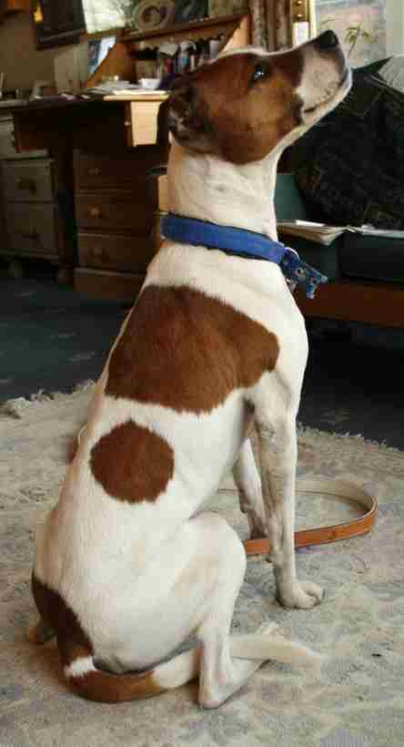 The Ark Animal Rescue and Retirement Home Lincolnshire - Dogs for ...