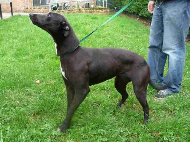 Betsy - 7-10 month old female Lurcher available for adoption