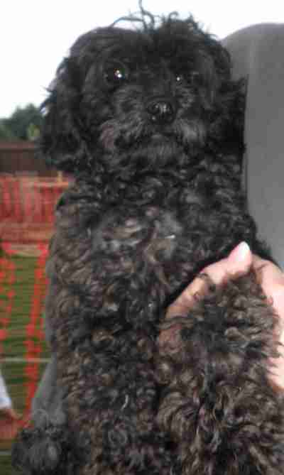 Sophie - 2 year old female Toy Poodle cross Lhasa Apso available for ...