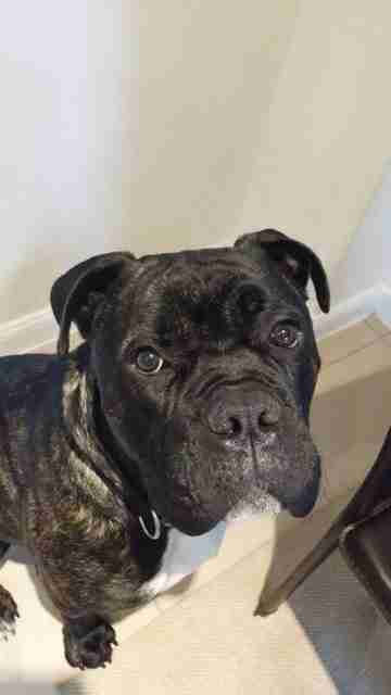 Zeus - 13 month old male Presa Canario cross American Bulldog available ...