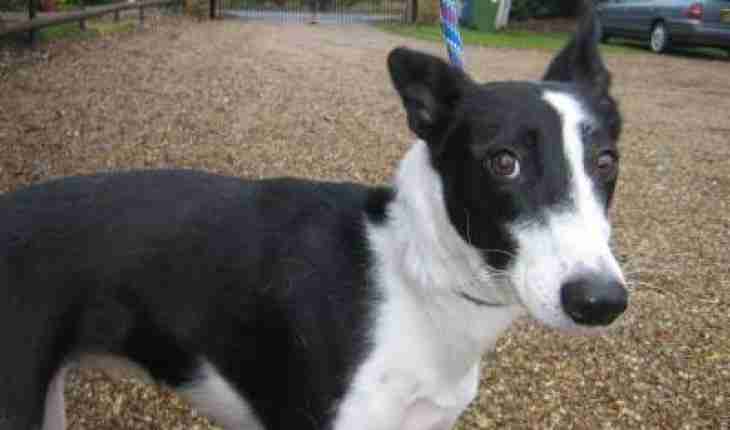 Bubbles – 3-4 year old female Collie cross Greyhound dog for adoption