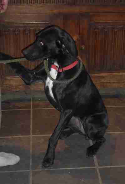 Tilly - 18 month old female Springer cross Weimaraner available for ...
