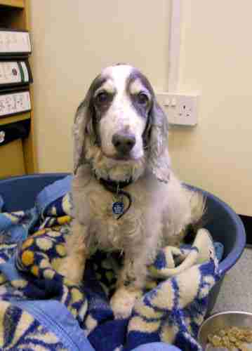 Mayhew Animal Home - Dogs for Adoption - dogsblog.com - Page 51 of 106