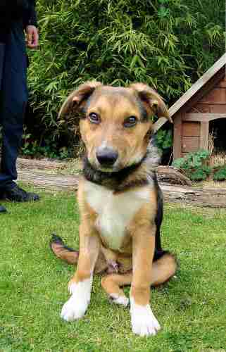 Shep - 14 week old male Rough Collie cross German Shepherd Dog ...