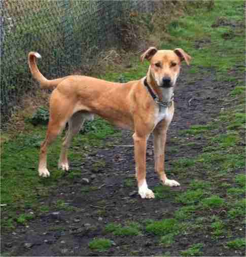 Maddox - 12 month old male Labrador cross Lurcher available for adoption