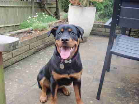 Remy - 6 month old female Rottweiler available for adoption