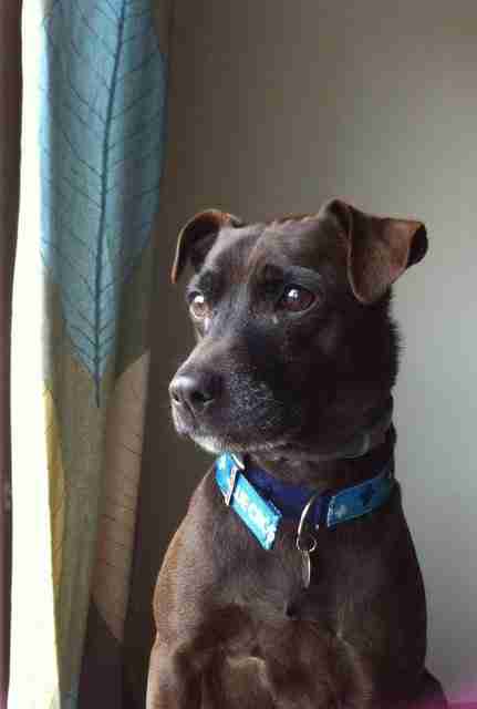 Blue Cross - Dogs for Adoption - dogsblog.com