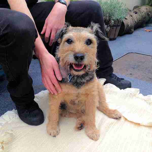 Paddy - 10 year old male Border Terrier Cross available for adoption