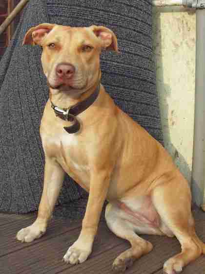 Honey - 11 months old female Staffordshire Bull Terrier Cross Rhodesian ...