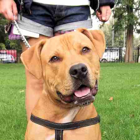 Huxley – 1 year old male Labrador cross Staffordshire Bull Terrier dog ...