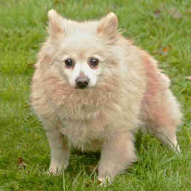 Gemma - 16 year old female German Spitz available for adoption