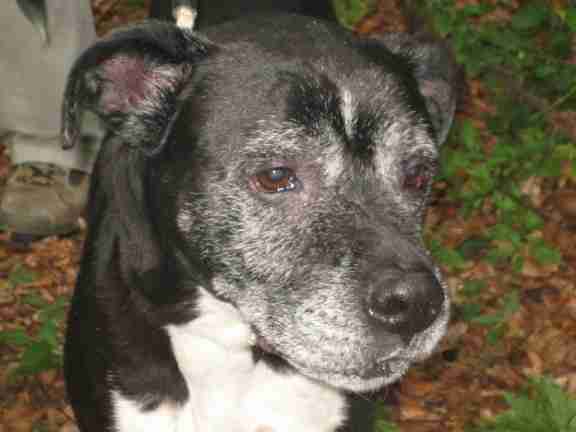 Spike and Sweet - 9 year old male Staffordshire Bull Terrier Cross and ...