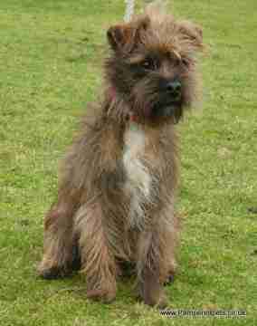 Scruffy - 1 year old male Cairn Terrier cross Lhasa Apso available for ...