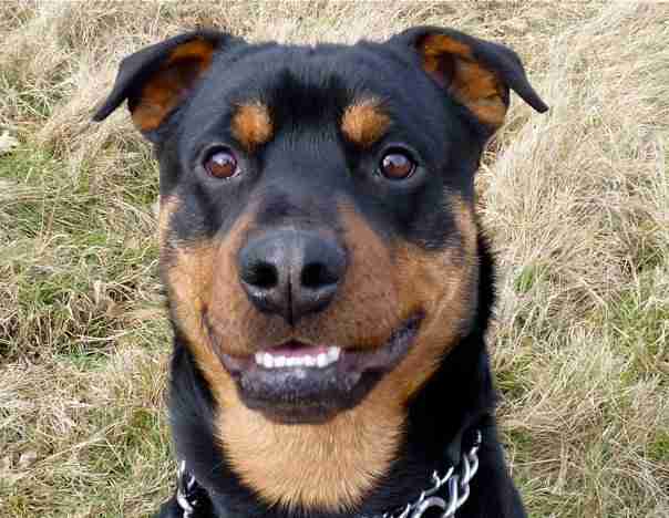 Jude - 18 month old male Rottweiler cross Staffordshire Bull Terrier ...