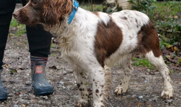 Grouse – 12-18 month old male English Springer Spaniel dog for adoption