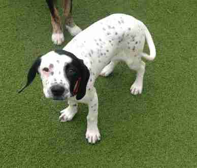 Luna - 14 week old female Pointer cross English Springer Spaniel ...