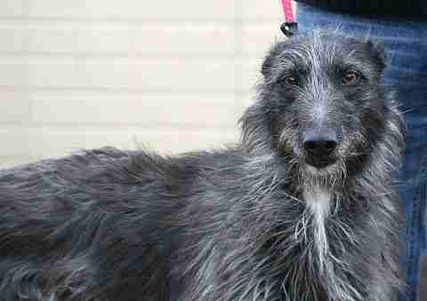 Edna - 2 year old female Deerhound Cross available for adoption