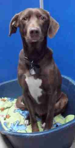 Cassius - 4 year old male Weimaraner Cross available for adoption