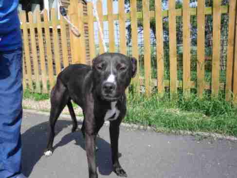 Bobby â€“ 3 year old male Lurcher cross Staffordshire Bull Terrier ...