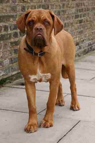 Phoebe - 6 month old female Dogue de Bordeaux available for adoption