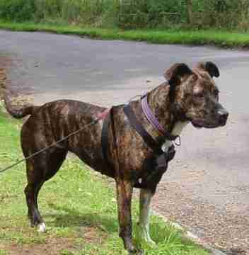 Cassie - 2 year old female Lurcher cross Staffordshire Bull Terrier ...