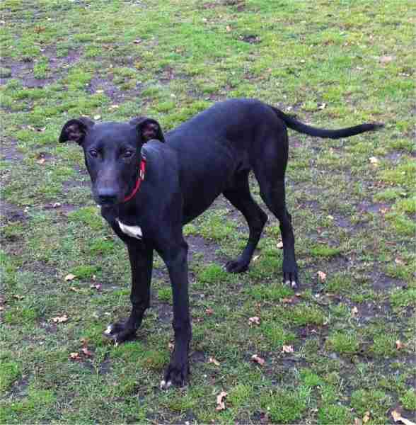Maxim - 6 month old male Deerhound cross Greyhound cross Whippet ...