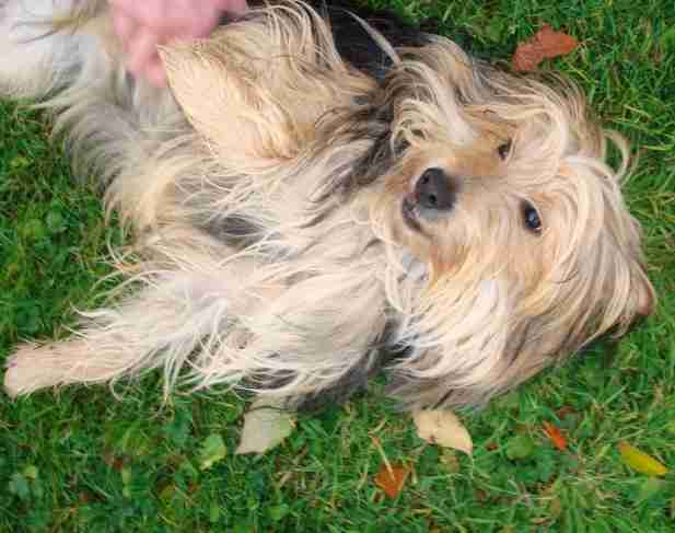 Shaggy - 1 year old male Yorkshire Terrier cross Lhasa Apso available ...
